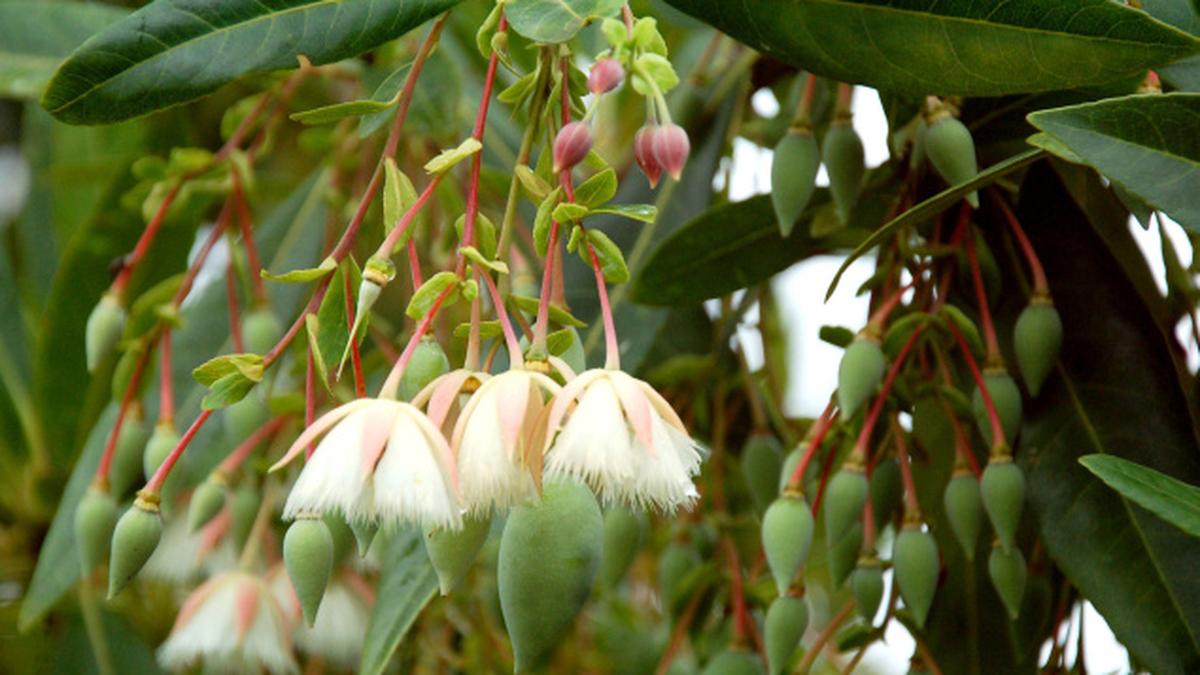 Rudraksha being grown in East Godavari - The Hindu