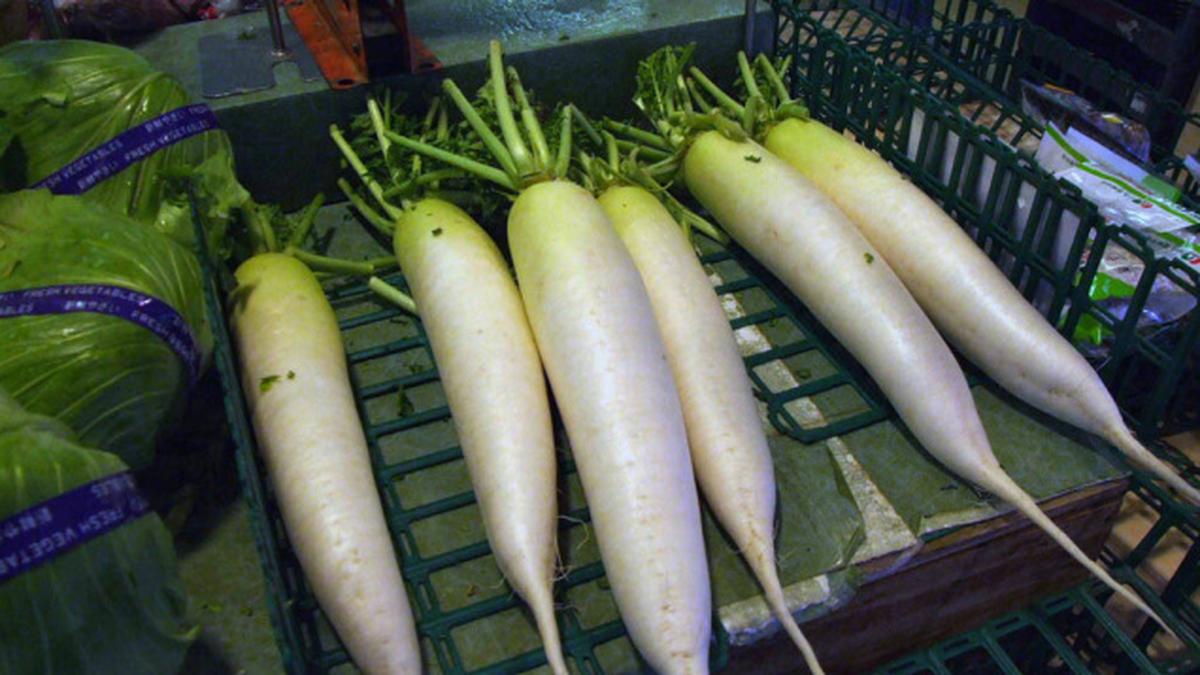 Root for radish - The Hindu