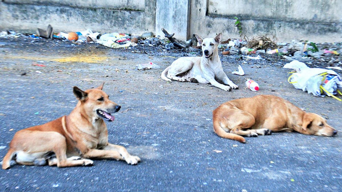 Who let the dogs out? - The Hindu