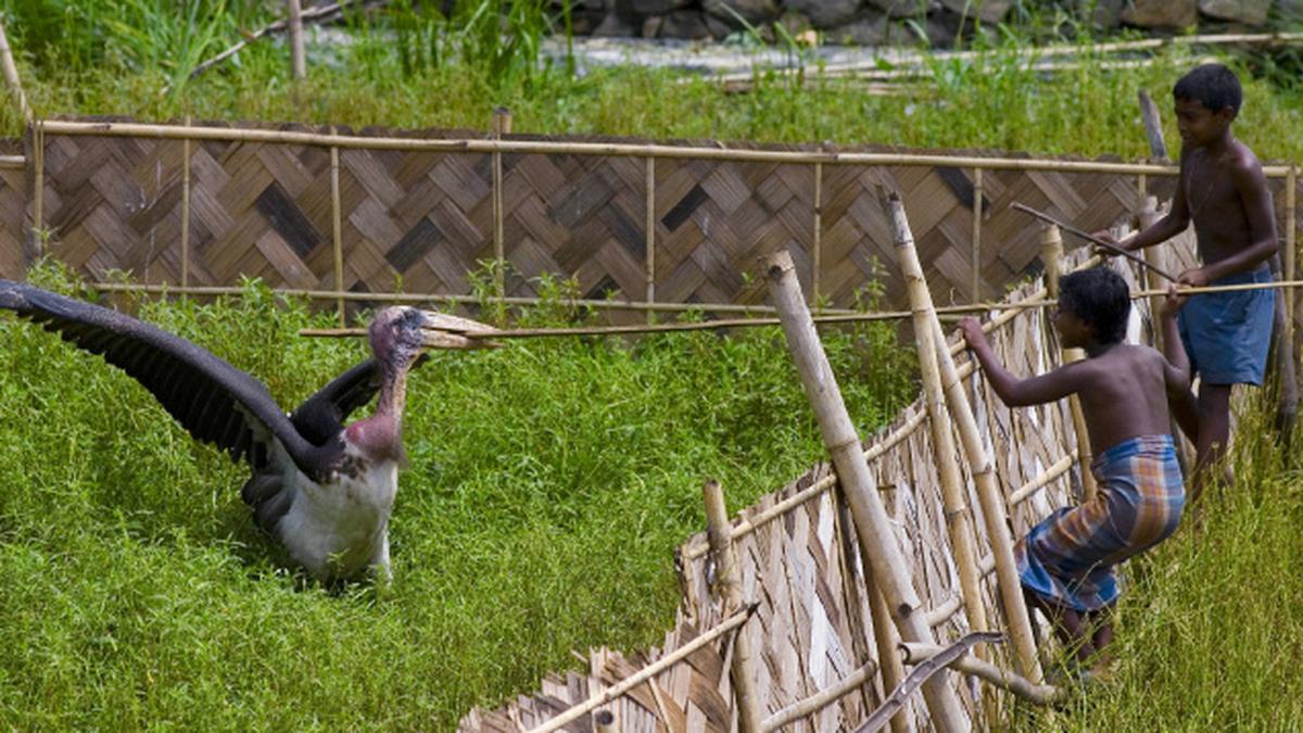 Photo File: Stork realities - The Hindu