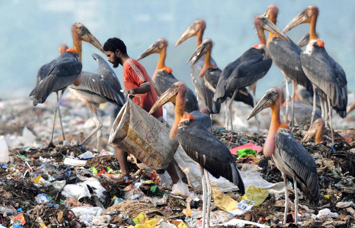 Photo File: Stork realities - The Hindu