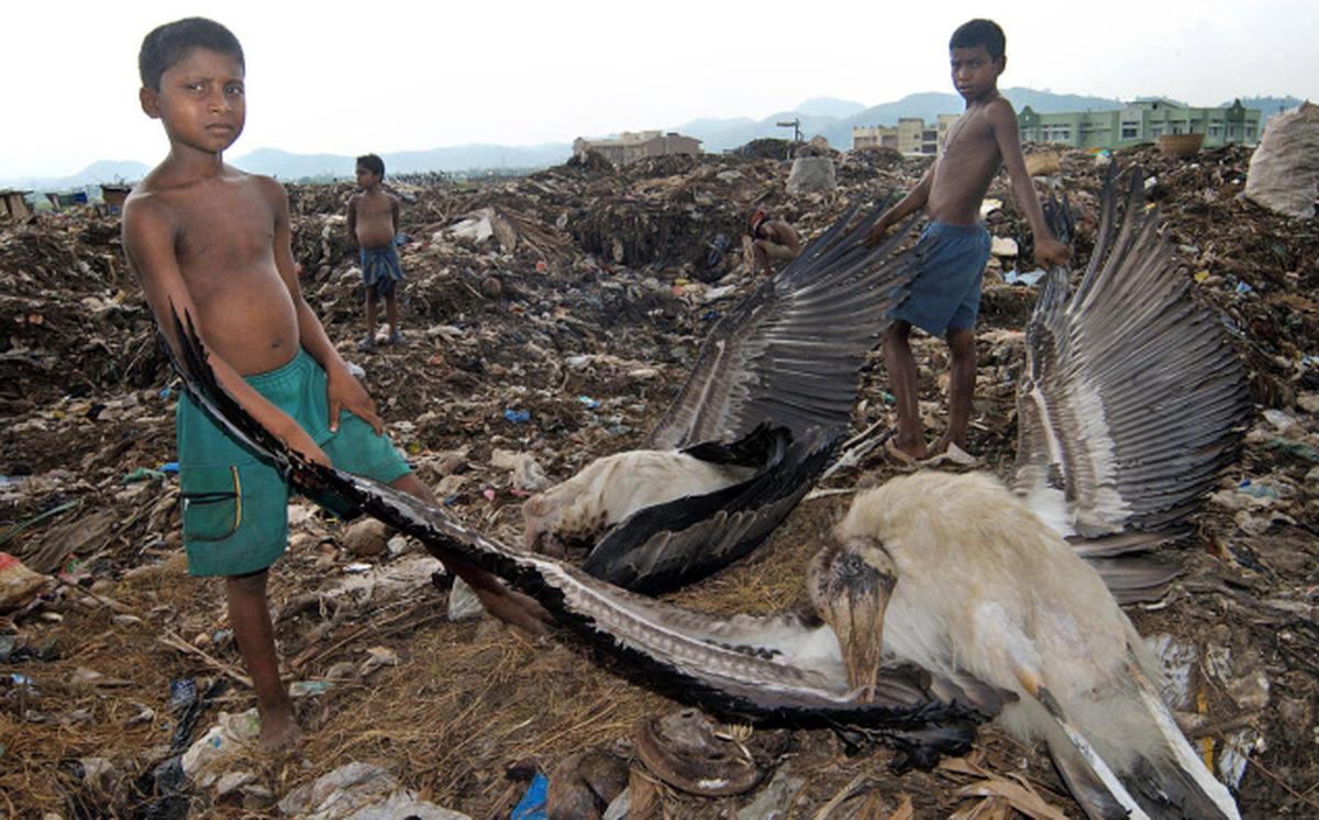 Photo File: Stork realities - The Hindu