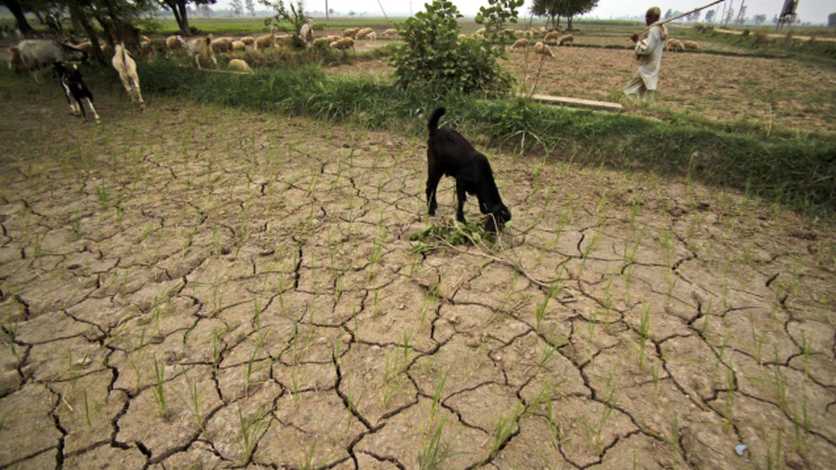 Luck with rain runs out as drought stares States in the face - The Hindu