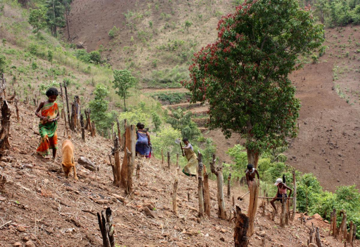 ‘Podu cultivation degrading forest cover’ - The Hindu