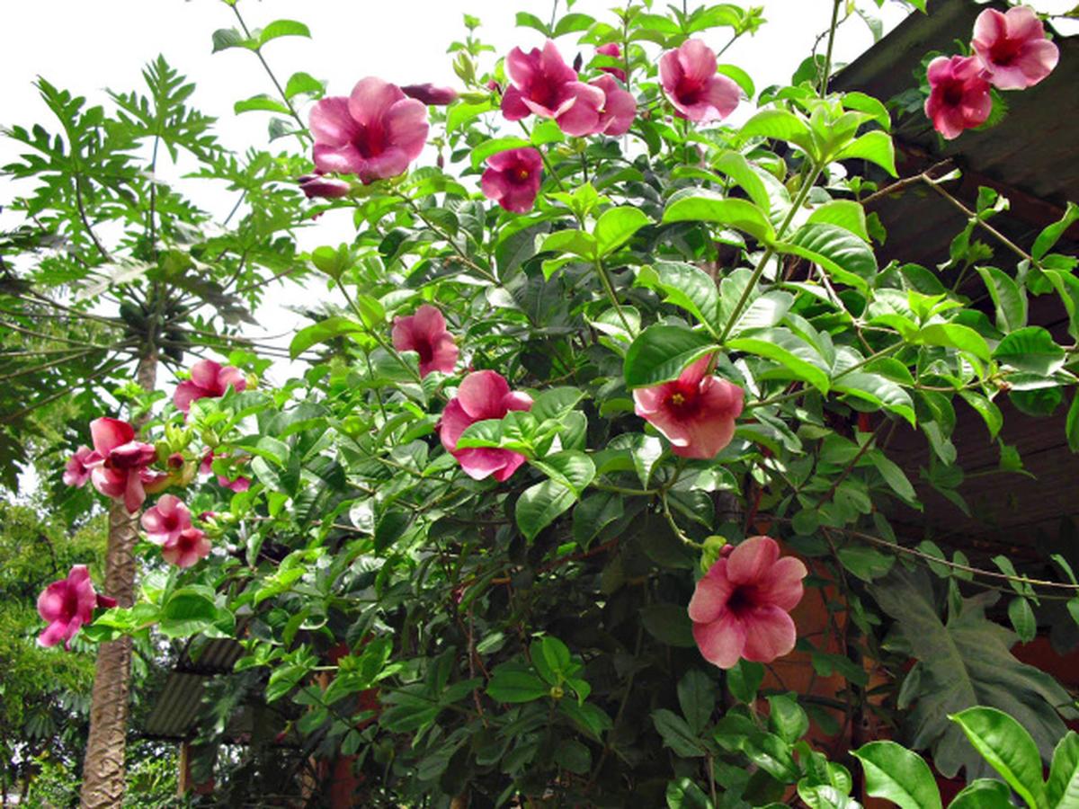 Blow these colourful trumpets - The Hindu