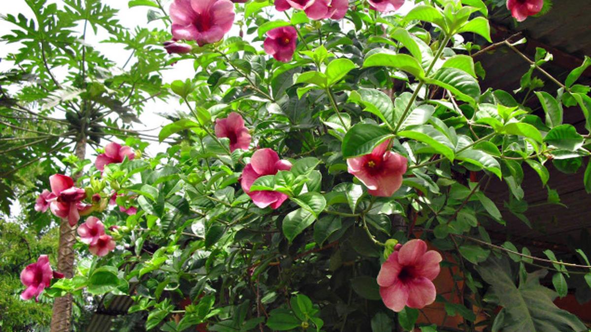 Blow these colourful trumpets - The Hindu