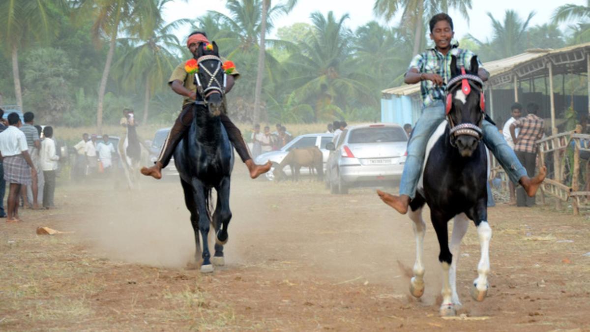 Anthiyur Kuthirai Santhai - The Hindu