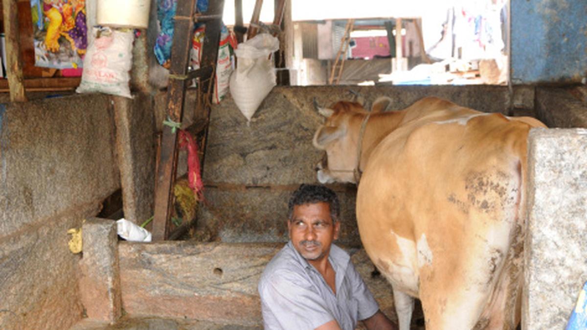 They live their life cattle class - The Hindu