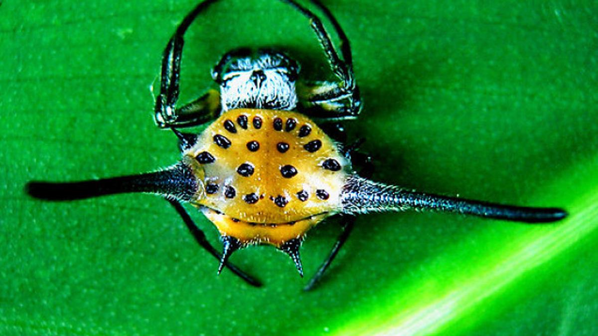 Researchers identify rare species of spiders - The Hindu