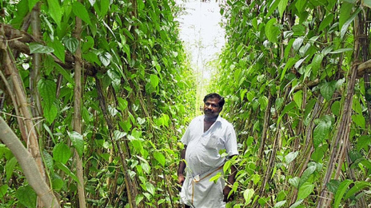 Steps to free betel farmers - The Hindu