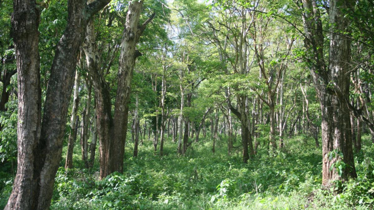 Forest cover up in TN, says FSI report - The Hindu