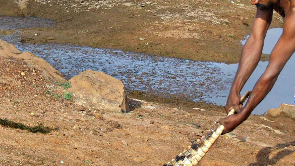 A reptile makes a comeback - The Hindu