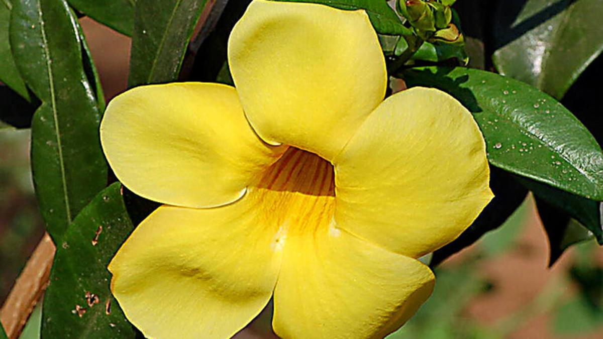 A favourite among horticulturists - The Hindu