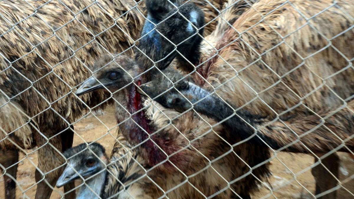 Left to fend for themselves, emu birds begin to attack each other - The ...