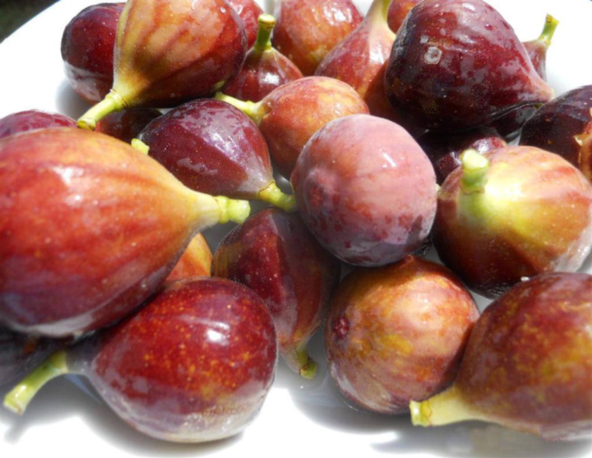 Big on figs? - The Hindu
