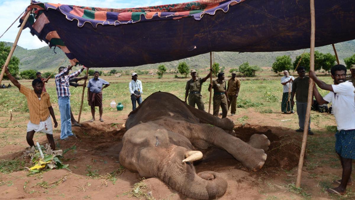 Jumbo operation - The Hindu