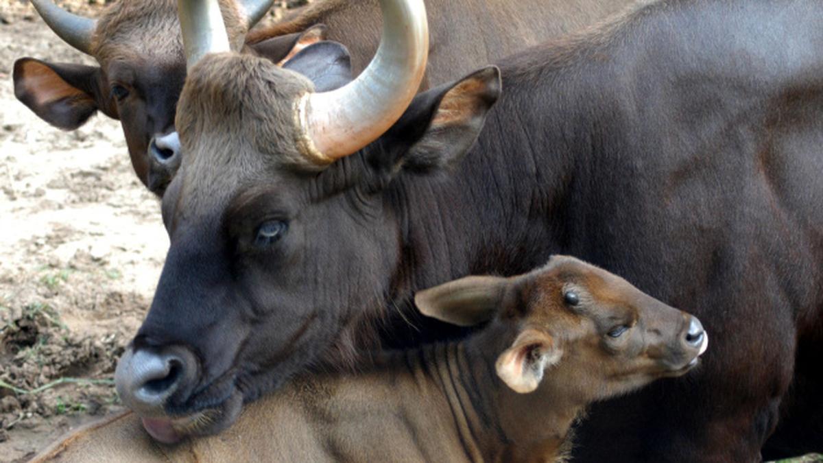 Gaur breeding centre lands space - The Hindu
