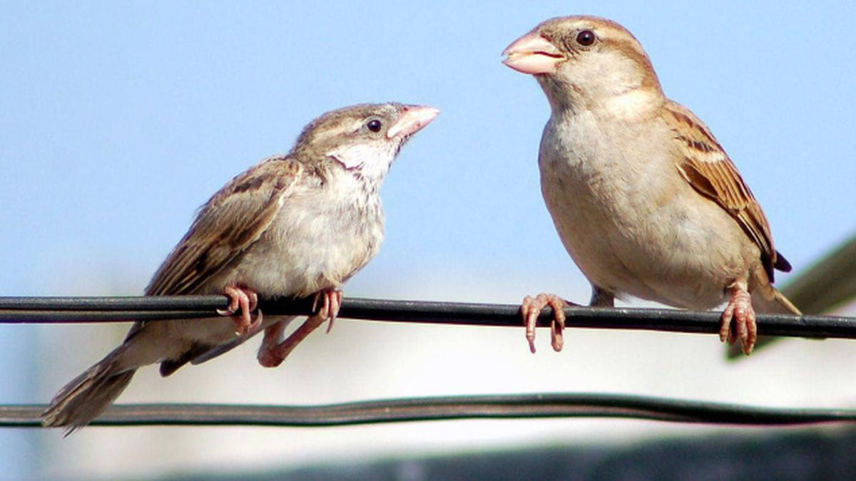 Campaign to save the House Sparrow - The Hindu