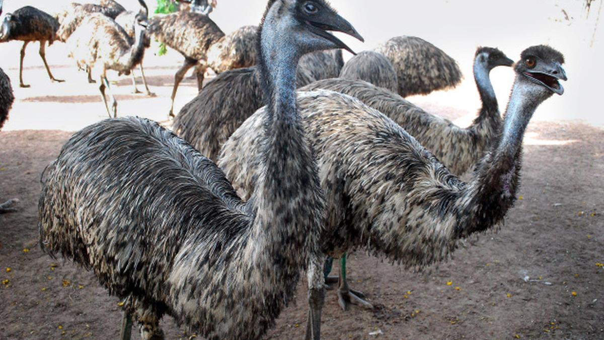 Emu farming on the rise in Nellore district - The Hindu