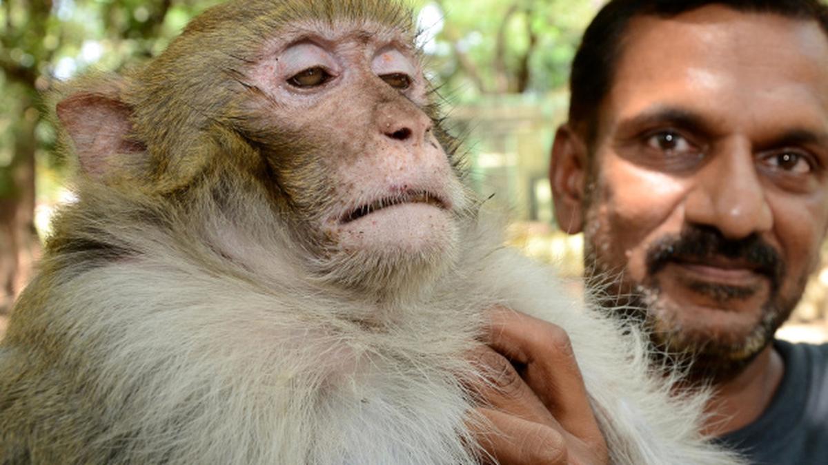 Elusive monkey captured after two days - The Hindu