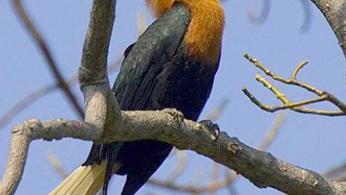 Bird calls for help - The Hindu