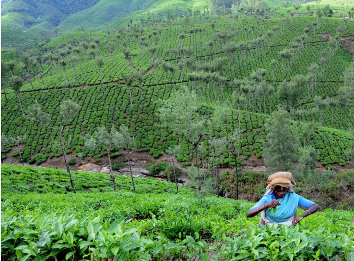 Retail price of Ooty tea hiked by Rs. 20 a kg - The Hindu