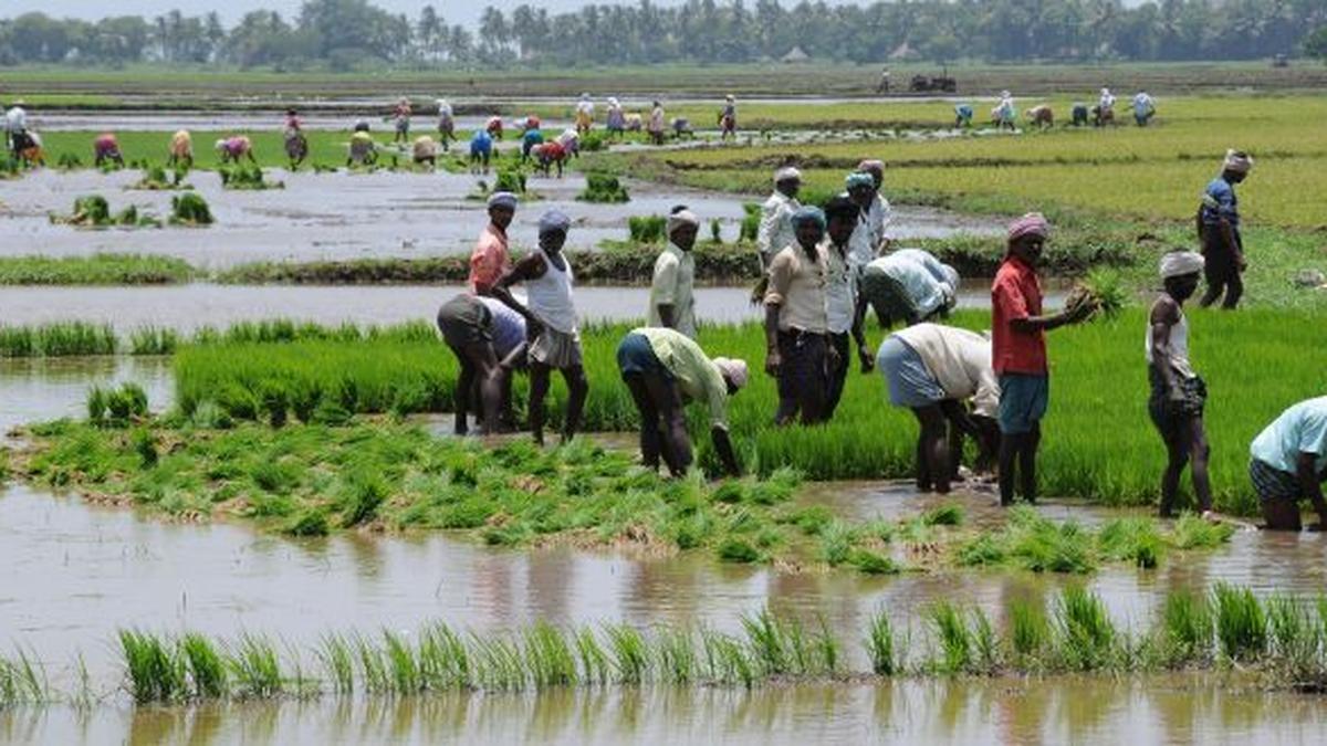 Growing rice in soil poor in phosphorus possible - The Hindu