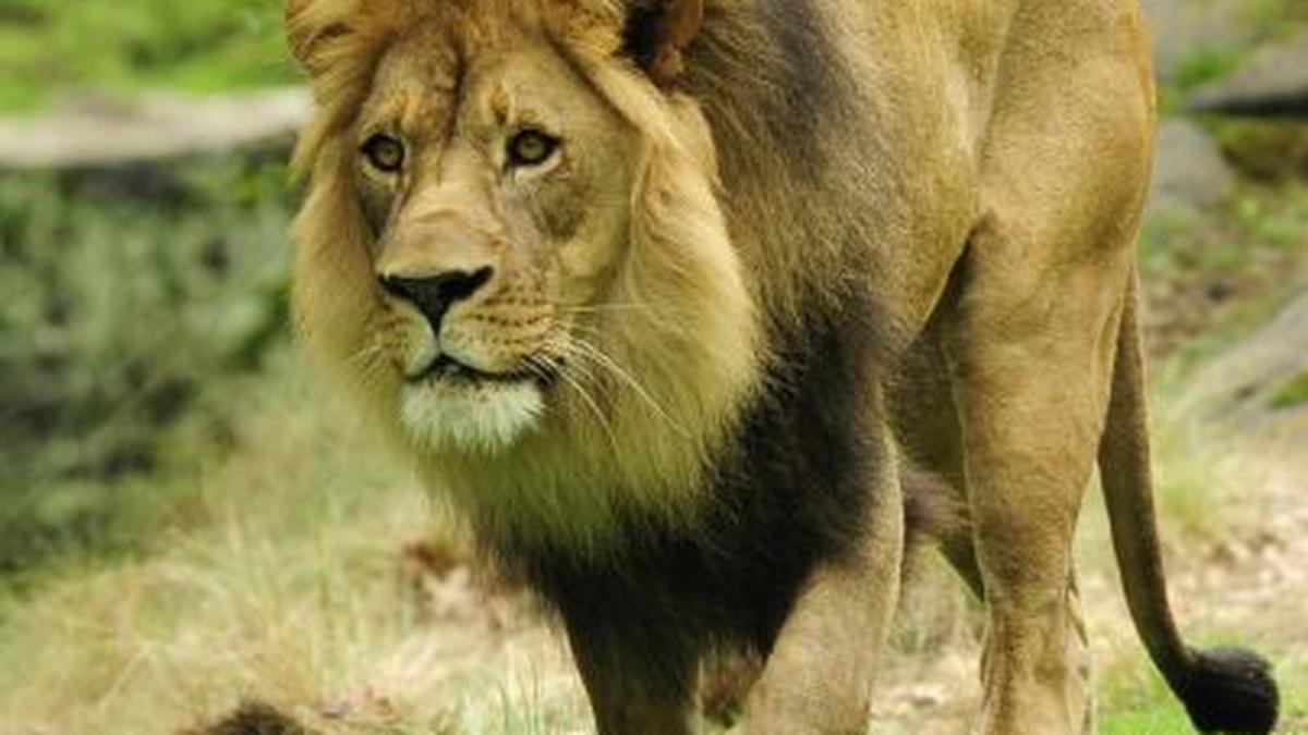 Lion on the loose, British police on alert - The Hindu