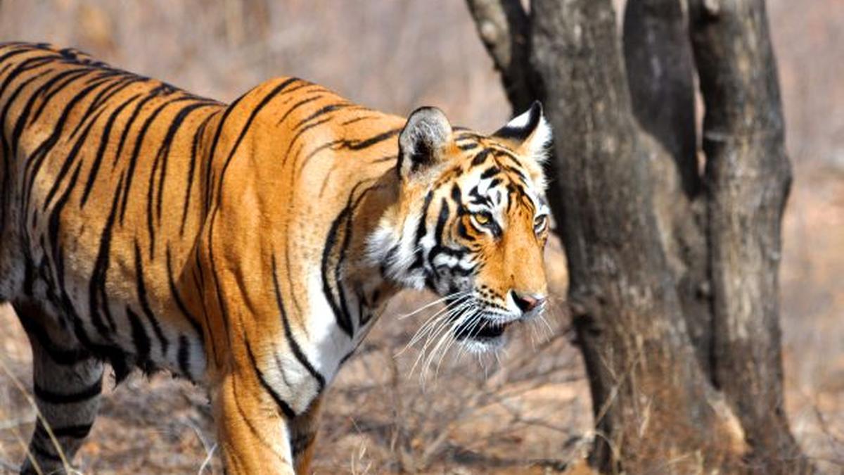 Centre allowed to review guidelines on tiger reserves - The Hindu