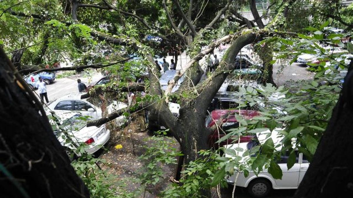 Trees fall in heavy rain, cause damage - The Hindu