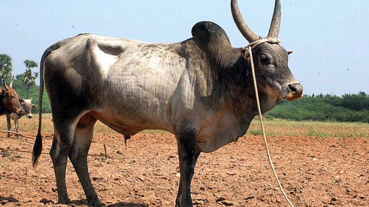 Pulikulam cattle approved as indigenous breed - The Hindu