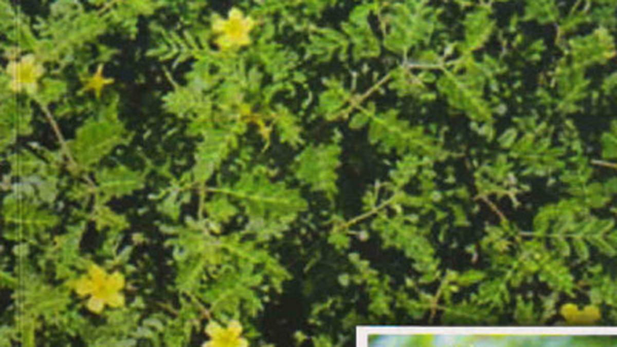 Poignant portrayal - The Hindu