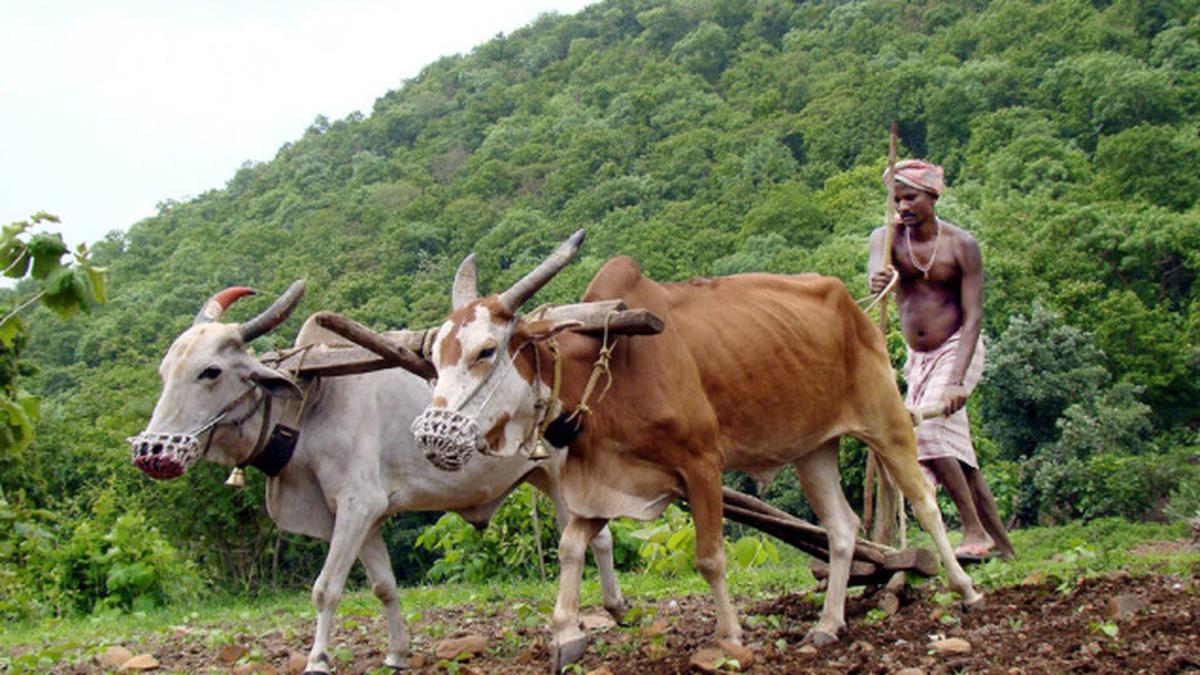 Cotton brings doom to tribal farmers - The Hindu