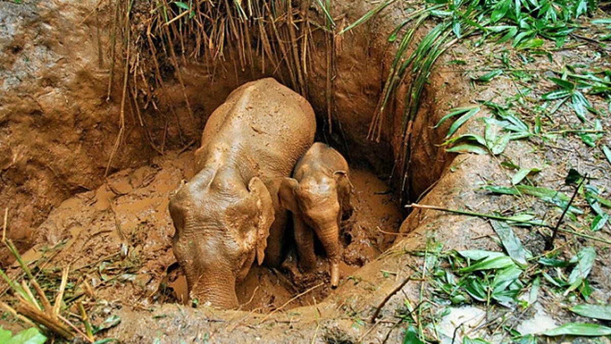 Elephants caught in abandoned trap rescued - The Hindu