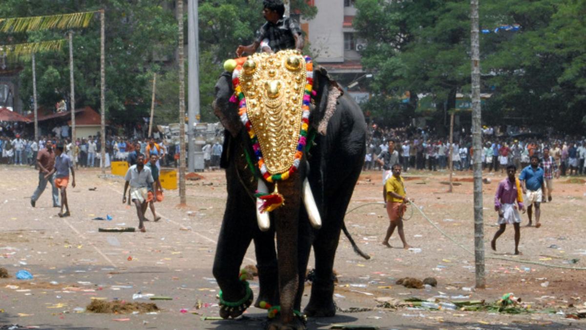 Elephant runs amok during Thrissur Pooram - The Hindu