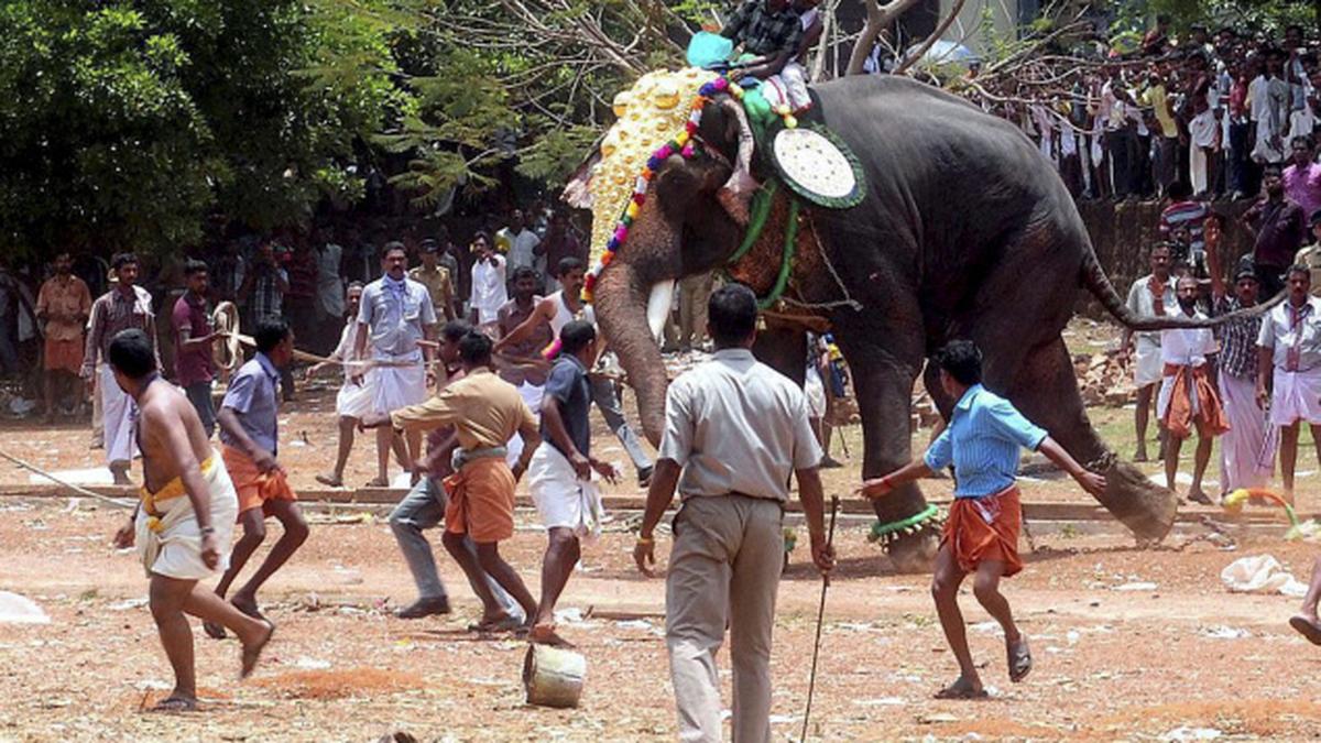 62 injured as elephant runs amok during Thrissur Pooram - The Hindu