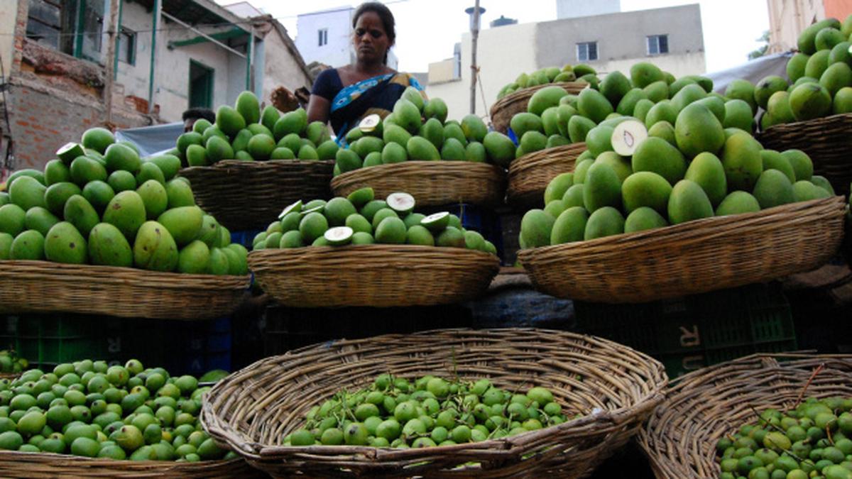 Mangoes, Mambalam, Mylapore - The Hindu