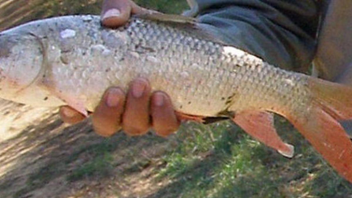 Rescuing a threatened fish species from extinction - The Hindu