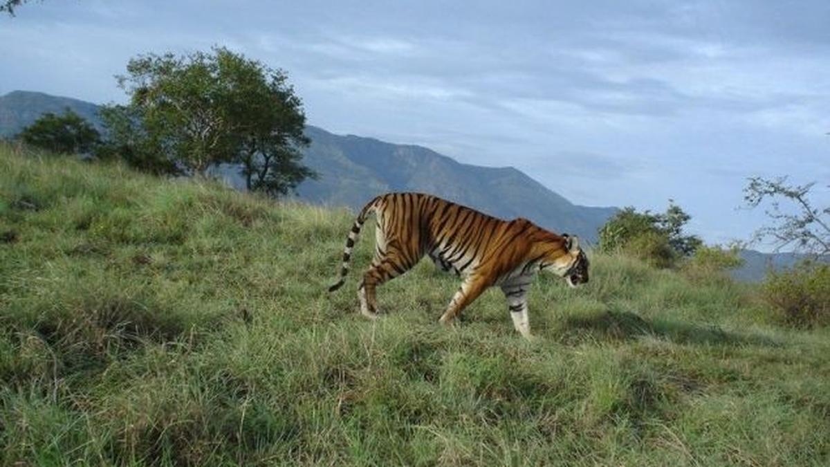 Sathyamangalam to house fourth tiger reserve in State - The Hindu