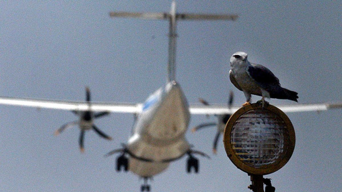 DNA technology used to identify species causing bird-hits - The Hindu