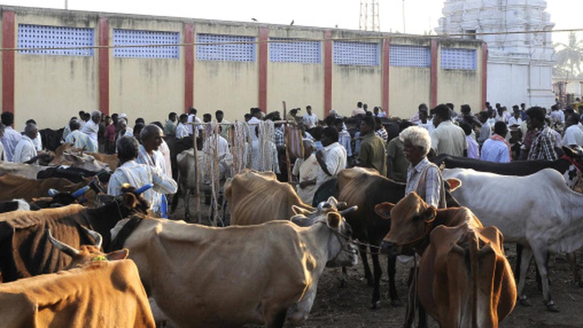 Cattle trade keeps farmers going - The Hindu