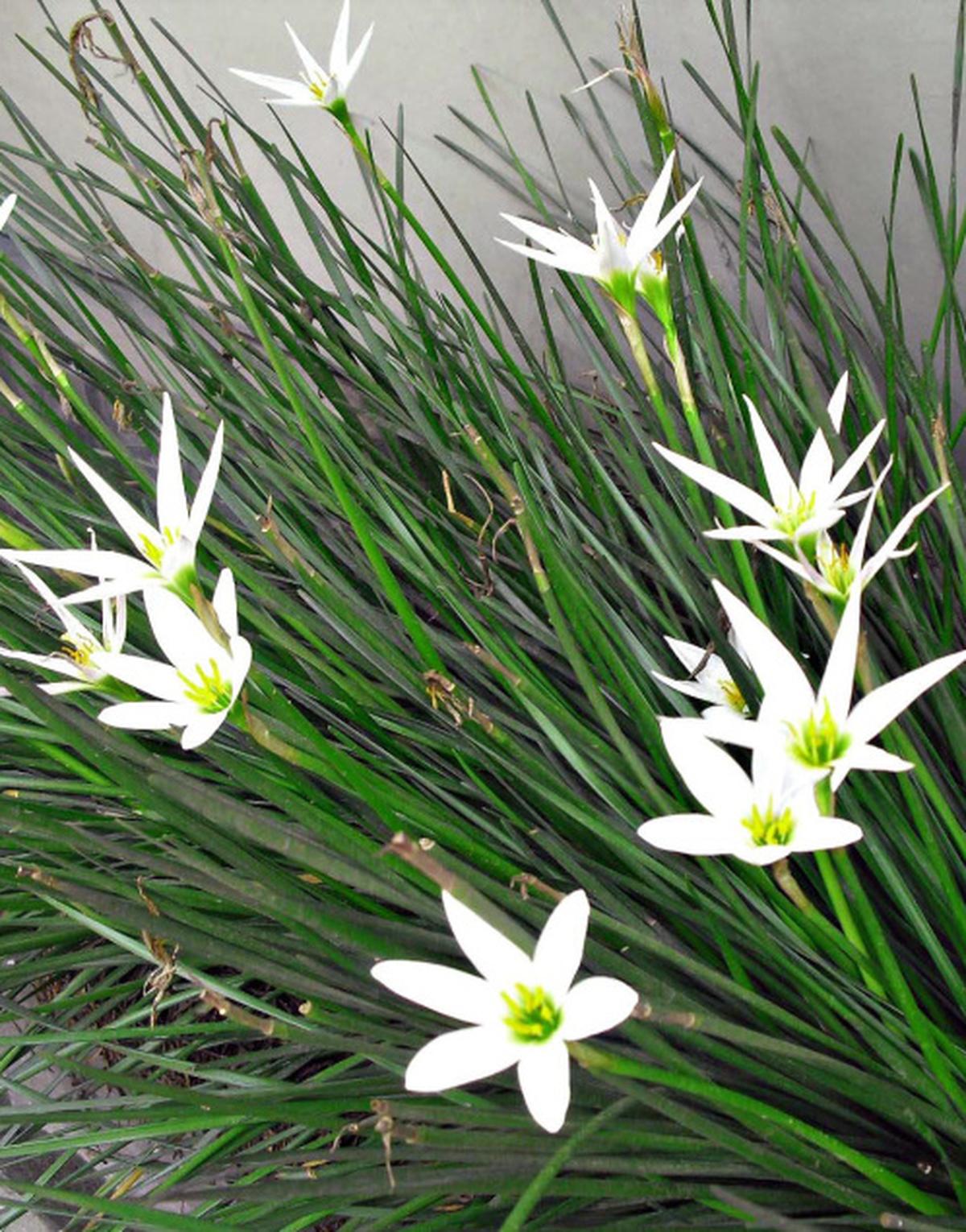A host of colourful crocuses! - The Hindu