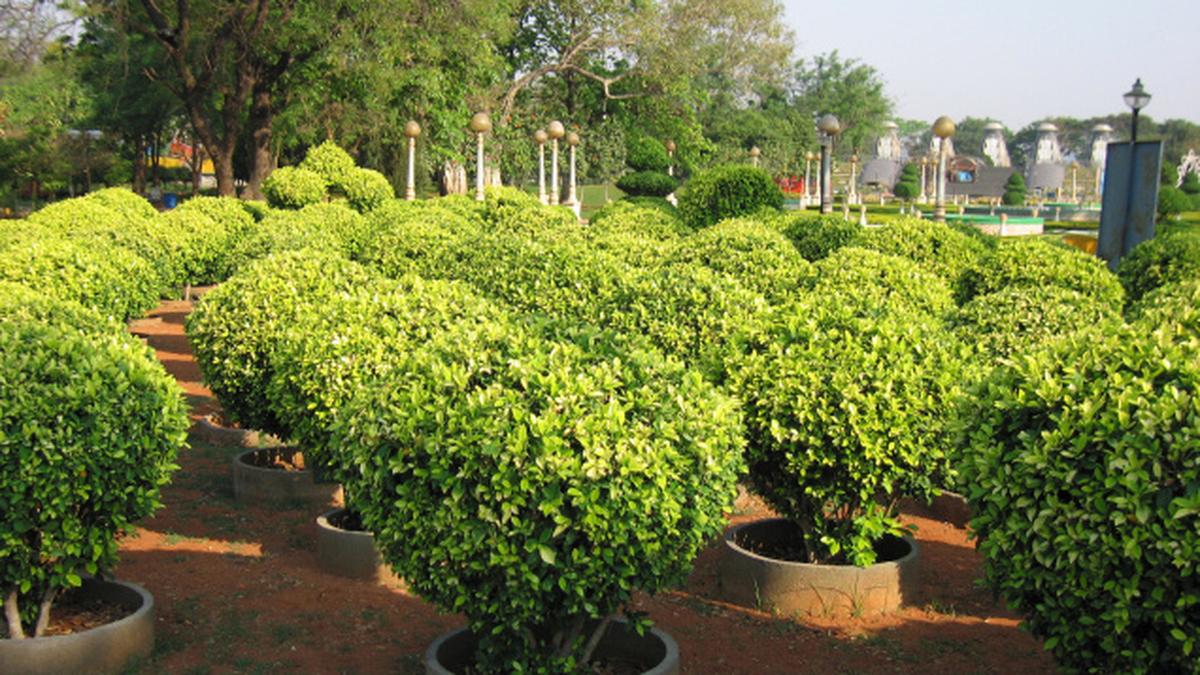 Ficus: the survival specialists in flowering plants world - The Hindu