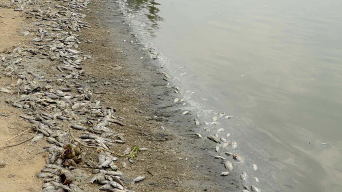 Effluents from dyeing units kill fishes ? - The Hindu