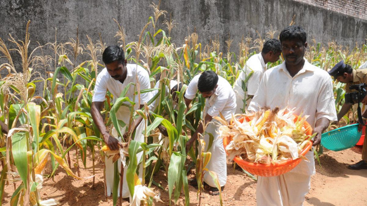 Rich harvest of corn in Central Prison - The Hindu