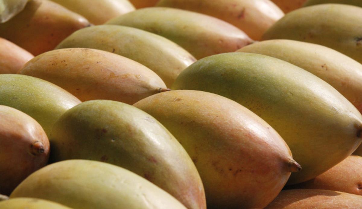 Mangoes can help fight flab: Study - The Hindu