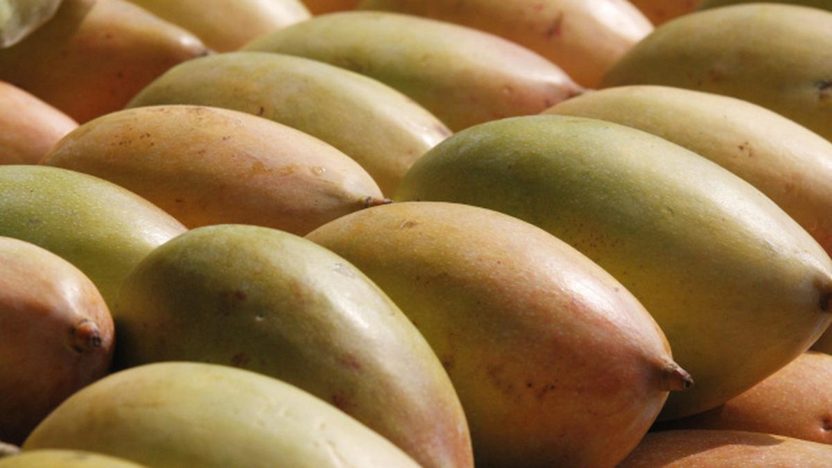 Mangoes can help fight flab: Study - The Hindu