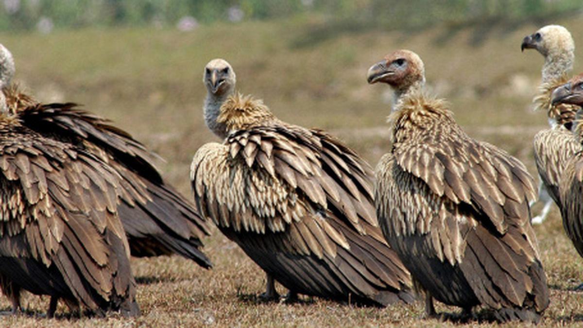 A restaurant for vultures - The Hindu