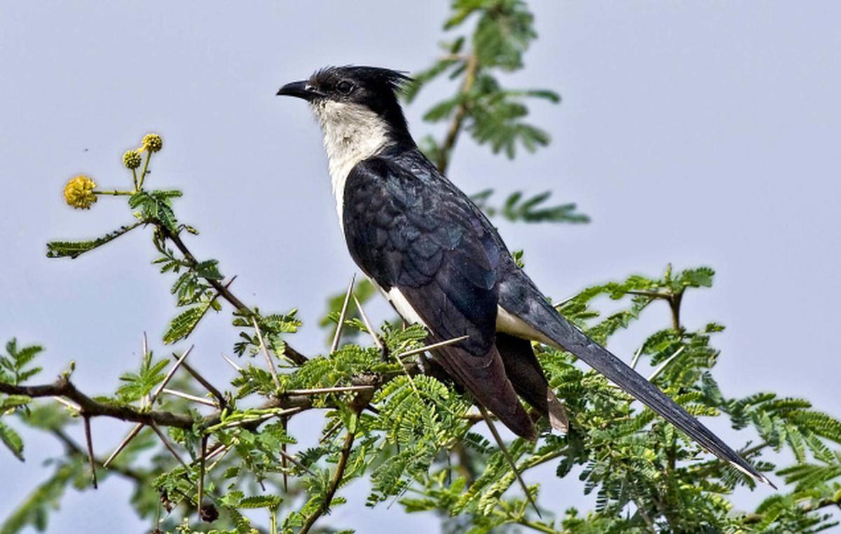 Rainy days not so far away - The Hindu