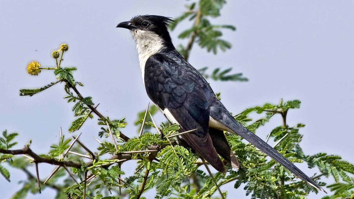 Rainy days not so far away - The Hindu